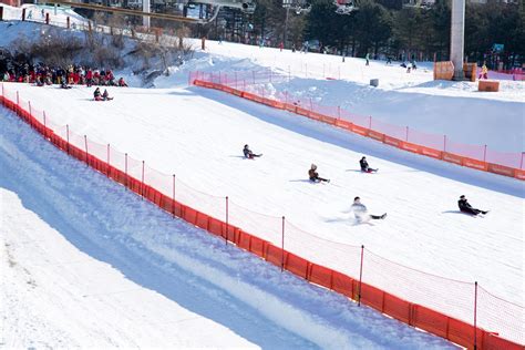 이랜드 스키리조트 베어스타운 코코몽 눈썰매장 무제한 시즌권 출시 일요신문