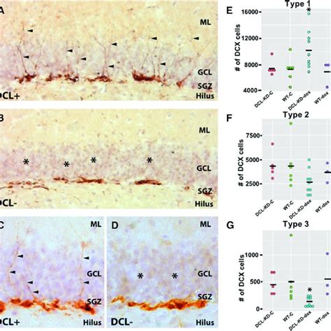 Dcx Cell Morphology A Dcx Expressing Cells In The Hippocampal Dentate