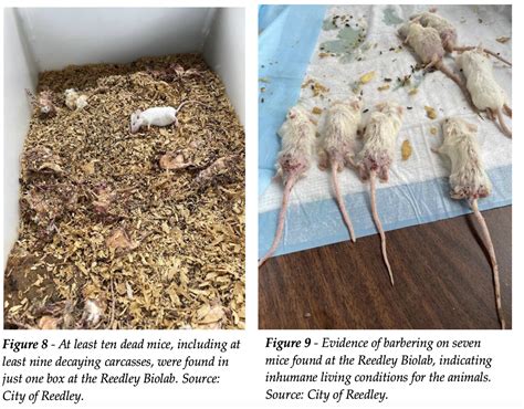 美國會議員加州中國祕密實驗室比小說離奇 凱文基利 國際逃犯 生物實驗室 大紀元