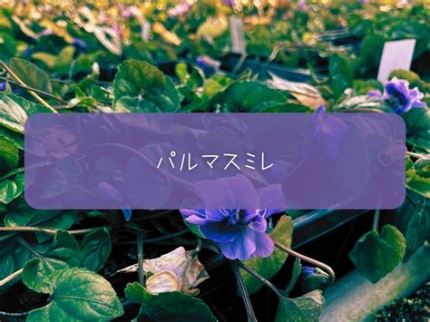 パルマスミレ特徴育て方の紹介お部屋に置いていい香り Garden Jubilance