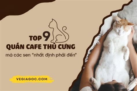 Gợi Ý 9 Quán Cafe Mèo Hà Nội Tụ Điểm Của Hội Yêu Thú Cưng