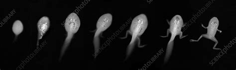 Tadpole Metamorphosis X Rays Stock Image C0576720 Science Photo