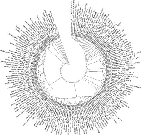 The Biodiversity Of Bacillus Spp Phylogenetic Tree Based On 16s Rrna Download Scientific