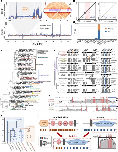 Putative Sex Determination Gene In The Common Seadragon P