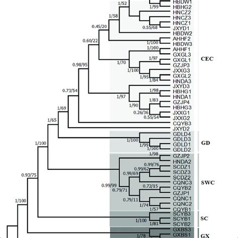 Phylogenetic Tree Bayesian Inference Bi And Maximum Likelihood Download Scientific Diagram