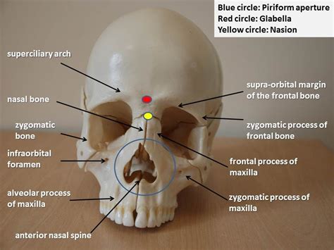Piriform Aperture