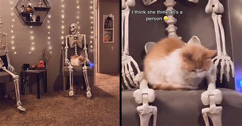 Lap Cat Thinks Skeleton Decoration Is A Real Person And Adorably Curls