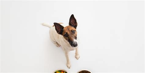 Todo Lo Que Debes Saber Para Alimentar A Tu Perro De Manera Natural