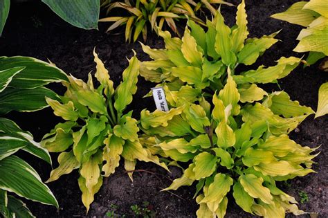 40 Different Types Of Hostas With Pictures