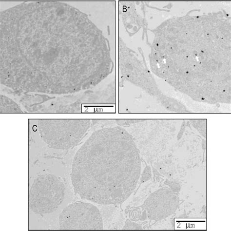 Pde8a Sub Cellular Localization In Cumulus Cells A B Was Revealed By