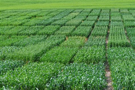 Wheat Variety Plots For Research Stock Image Image Of Compared Plants 203525295