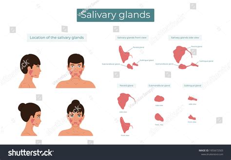 Vector Illustration Parotid Submandibular Sublingual Salivary Stock
