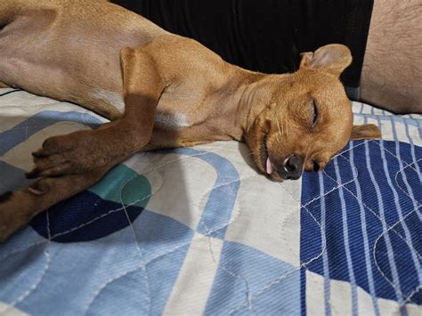 Compra Y Venta De Cachorros Villavicencio Busco Pincher Cabeza De