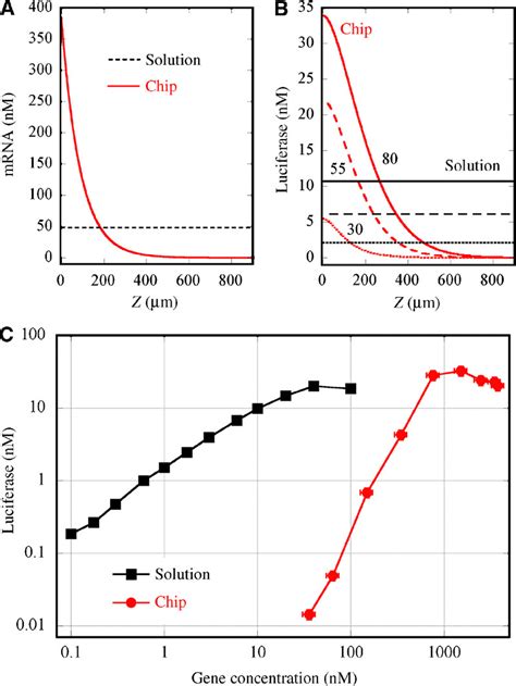 Rna And Luciferase Synthesis Spatial Profiles The Mrna Spatial Profile