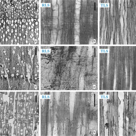 Selected Anatomical Sections Of Wood Samples Of Salix Tamarix And Betula Download Scientific