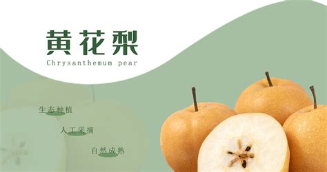 排版 · 梨子简约排版设计渡十一 站酷zcool