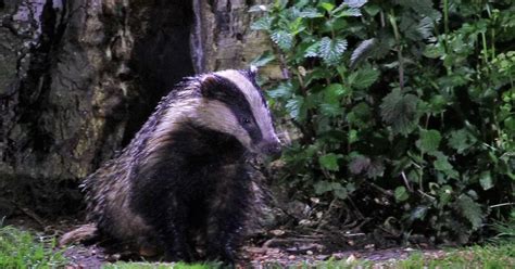 Badger Cull Death Toll Set To Pass 200000 As Northamptonshire Now A
