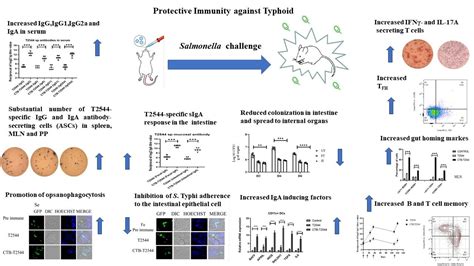 An Intranasally Administered Chimeric Protein Antigen Rctb T2544