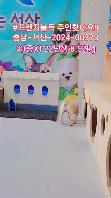사랑스런 프렌치불독 주인 찾습니다 사람 좋아하고 장난감 좋아하는 똥꼬발랄 아이입니다 ☎️ 041 660 2040