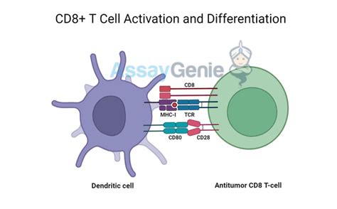 Cd8 T Cells Understanding The Role Of Cytotoxic T Cells In Immunity Assay Genie