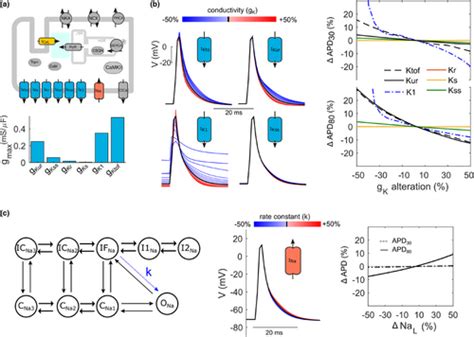 Sex‐specific Repolarization Heterogeneity In Mouse Left Ventricle