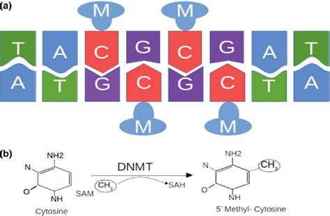 A Dna Methylation Addition Of Methyl Group Ch 2 To The Dna