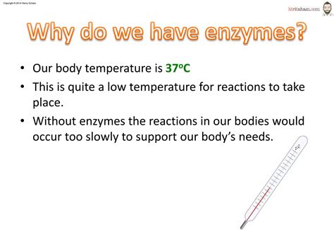 Mr Exham Igcse Biology Enzymes Pptx