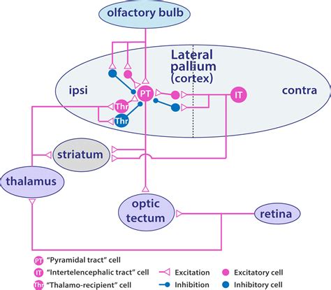 The Lamprey Pallium Provides A Blueprint Of The Mammalian Layered