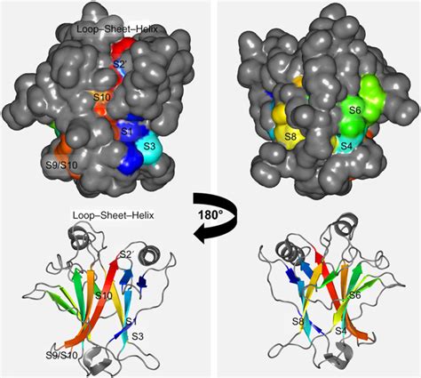 Tumorigenic P53 Mutants Undergo Common Structural Disruptions Including