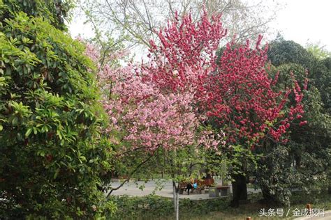 海棠盛開碧沙崗 鄭州群眾賞花忙 每日頭條
