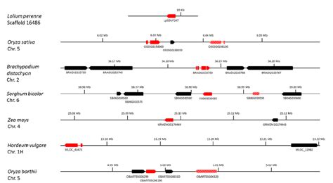 Figure S3 Graphic Representation Of The Genome Region Syntenic To The