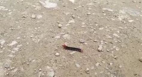 Plaga De Gusanos Afecta Cultivos Y Mantiene En Alerta A Pobladores En