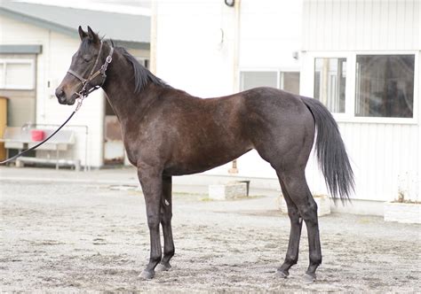 売り馬 No95・フィールドスピカ2019（父フェノーメノ） グランデファーム