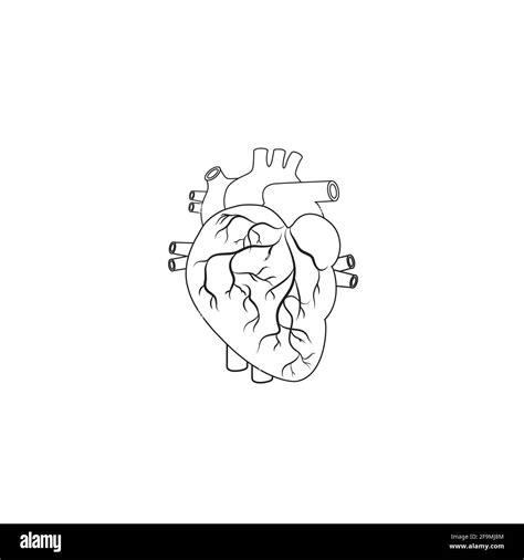 Modern Minimalistic Human Heart Line Icon Vector Simple Heart Outline