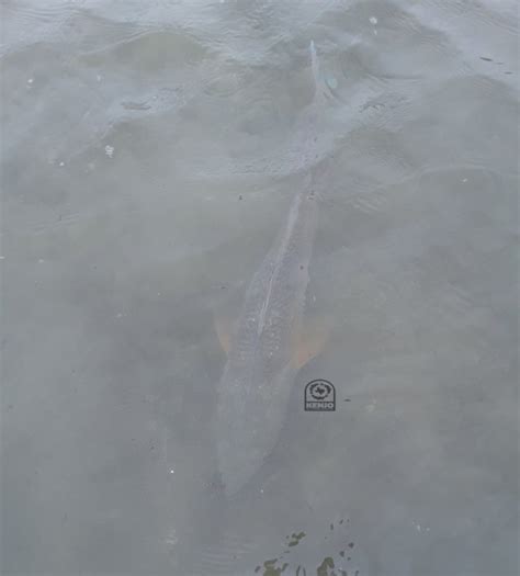 Early Season Redfish On The Texas Coast Kenjo Fly Fishing Charters