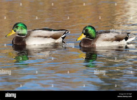 Dos Dracos En Fotografías E Imágenes De Alta Resolución Alamy