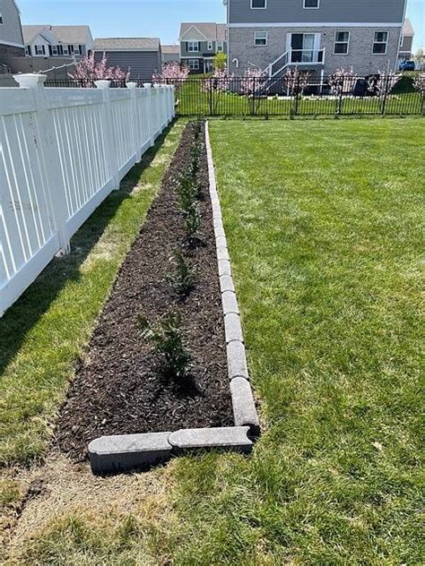 Thuja Green Giant Arborvitae Evergreens For Sale