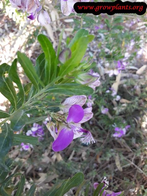 Polygala Myrtifolia How To Grow And Care