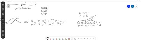 Put The Following In Order From Smallest To Largest Nucleotide Genome Nitrogenous Base Gene