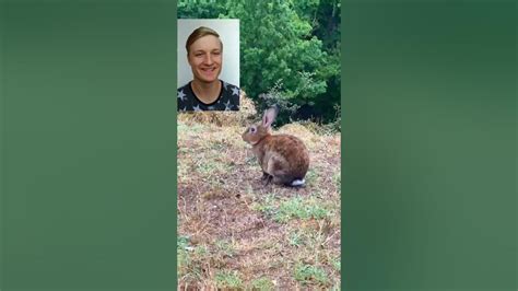 Зайчик наслаждается видом Youtube