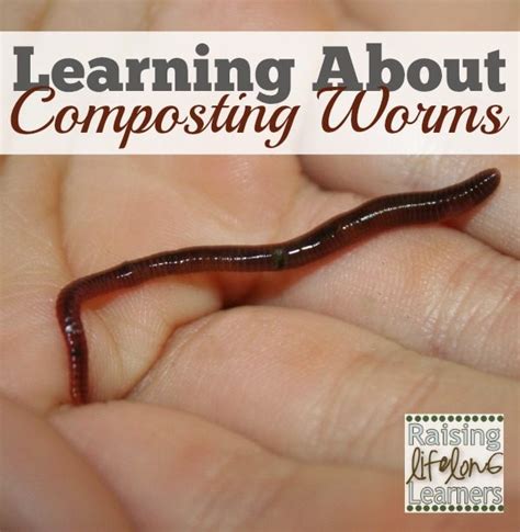 Learning About Composting Worms Raising Lifelong Learners