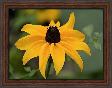 Corinne Carroll On Twitter RT JosephWalmsley2 Black Eyed Susan