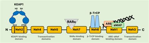 Nrf2信号通路和端粒长度在衰老和年龄相关疾病中的作用 Molecular And Cellular Biochemistry X Mol
