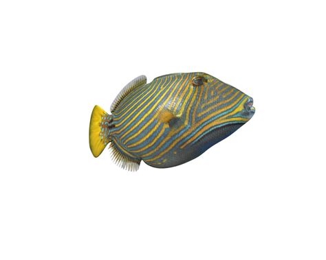 Undulate Triggerfish 3d Model By 3dstudio Undulate Triggerfish 3d Model By 3dstudio