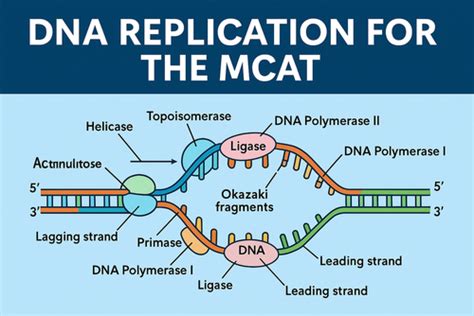 Dna Replication For The Mcat Enzymes Directionality And High Yield
