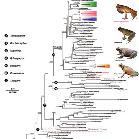 Phylogenetic Tree Based On Mitochondrial 16S COI Genes In This