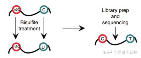易基因｜nsun2介导rna M5c修饰促进食管鳞状细胞癌进展的表观调控机制 肿瘤研究 Csdn博客