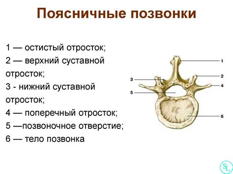 Межпозвоночный диск человека анатомия строения