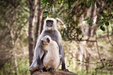 Witness The Tender Bond Of A Hanuman Hanuman Monkey Mother And Her