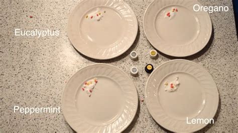 16 Diy Ant Killer Recipes That Actually Work And Are Safe